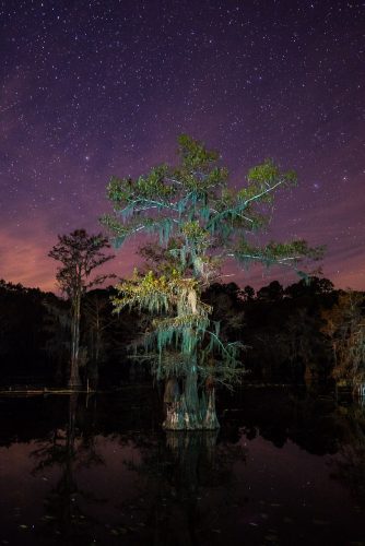 On A Starry Night - A Portrait of a Bald Cypress Tree | Tree | Forest ...