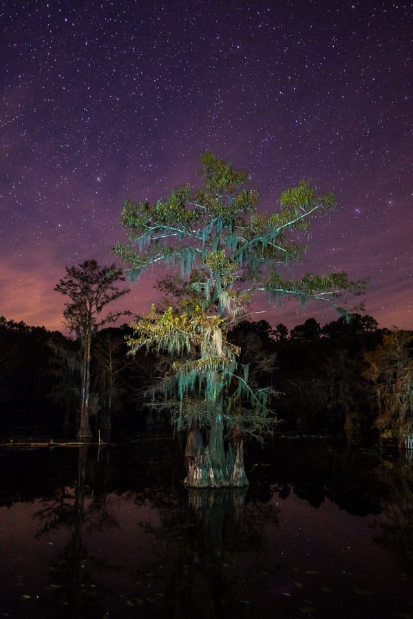 On A Starry Night - A Portrait of a Bald Cypress Tree | Tree | Forest ...