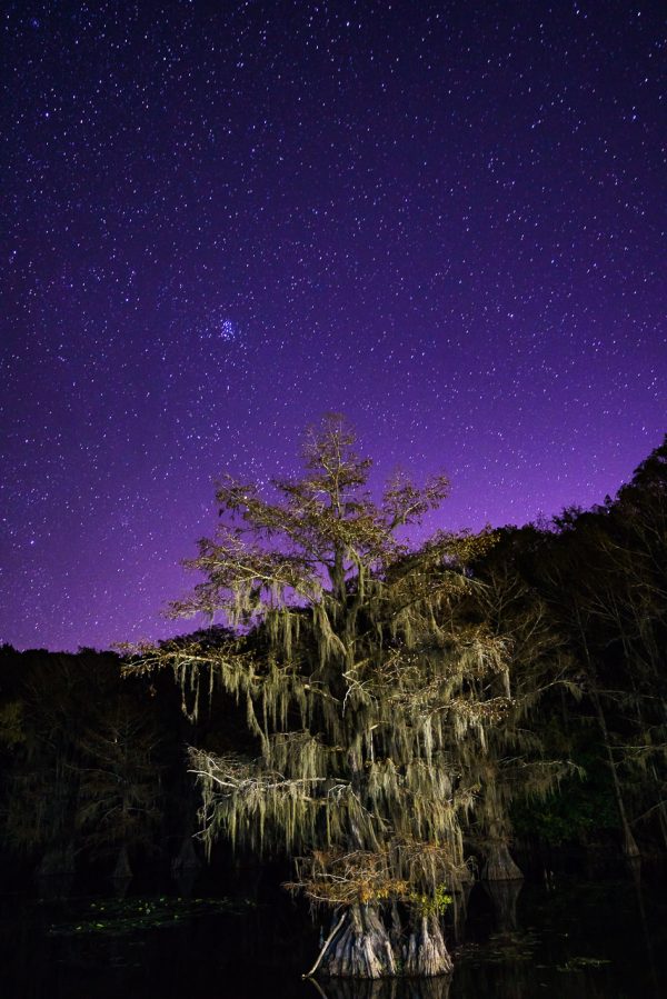 On A Starry Night - A Portrait of a Bald Cypress Tree | Tree | Forest ...