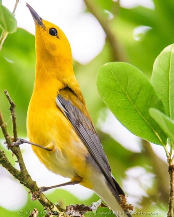 A beautiful yellow bird (Prothonotary Warbler) in Texas. | Prothonotary ...
