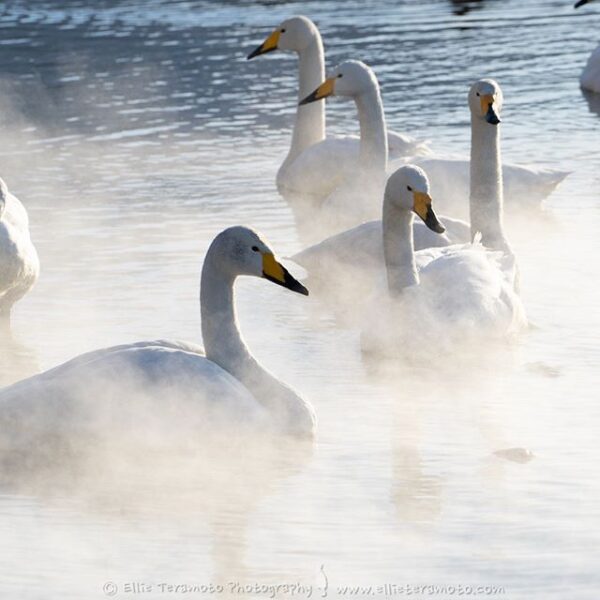 Whooper swans in hot spring in Hokkaido, Japan. | hot spring, Japan ...